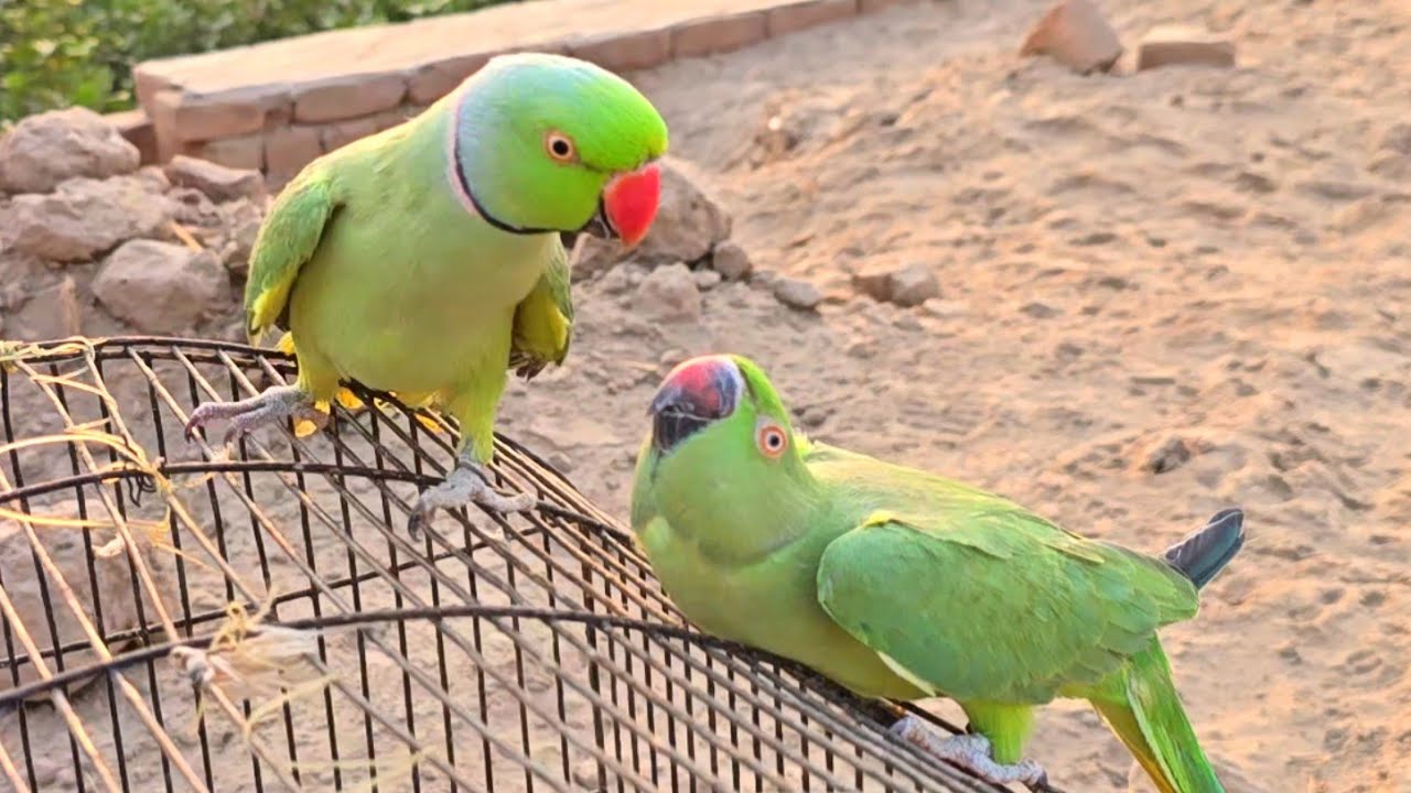 Parrot Ringneck jora beautiful New Video - YouTube