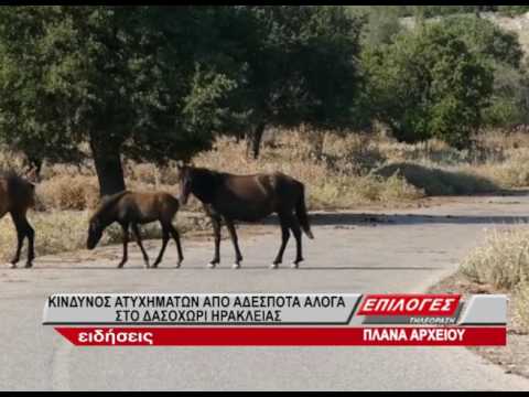 ΑΔΕΣΠΟΤΑ ΑΛΟΓΑ ΣΤΟ ΔΑΣΟΧΩΡΙ - YouTube