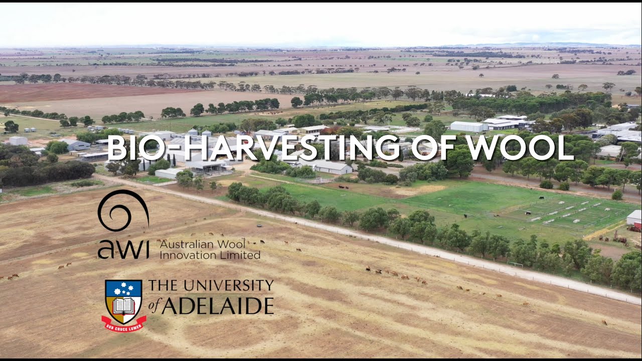 Bio-Harvesting of Wool - YouTube