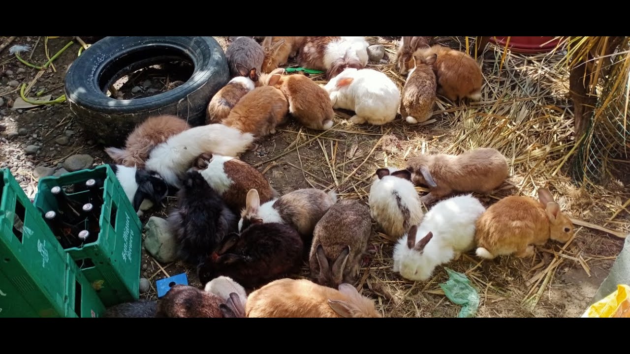 Feeding rabbits Free range po to 🐰🐰 - YouTube