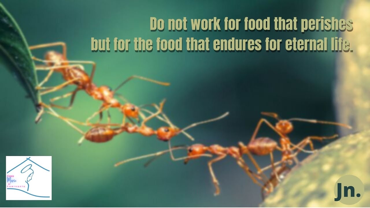 Do not work for food that perishes but for the food that endures for ...