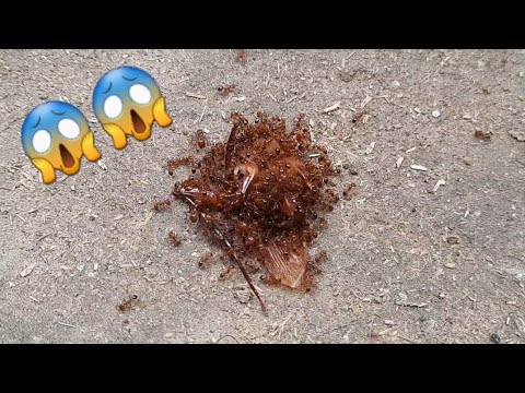 Countless Mini Red Ants - YouTube