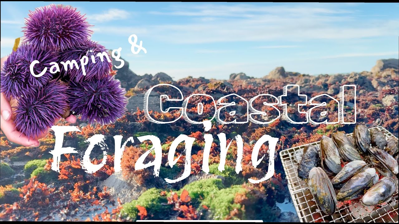 Coastal Foraging 🦪 | Tide Pools 🌈 | Purple Sea Urchin 👾 | Mussels ...