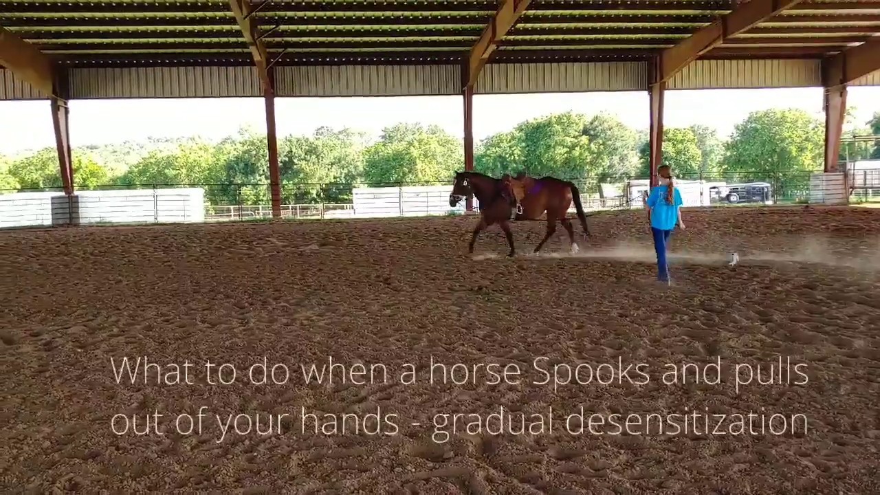 What to do when your horse unexpectedly spooks - Gradual ...