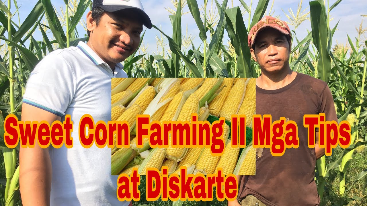 Sweet Corn Farming In The Philippines II Anu ang Tamang Diskarte sa Pag ...