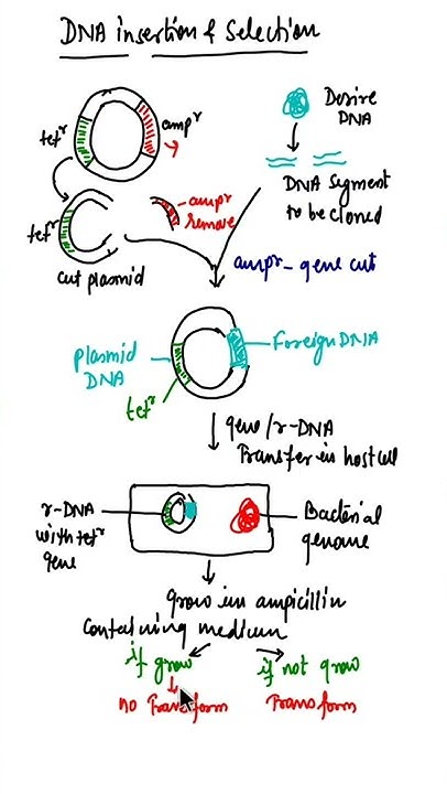 Insertion of Recombinant DNA into Host cell #biologyshort #shorts - YouTube