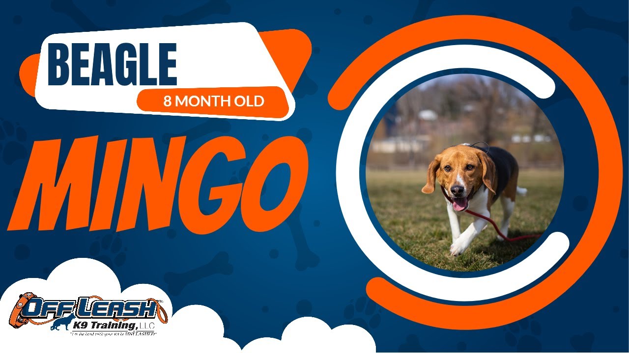 8 Month Old Beagle Mingo's Board and Train Program: Results Will Amaze ...