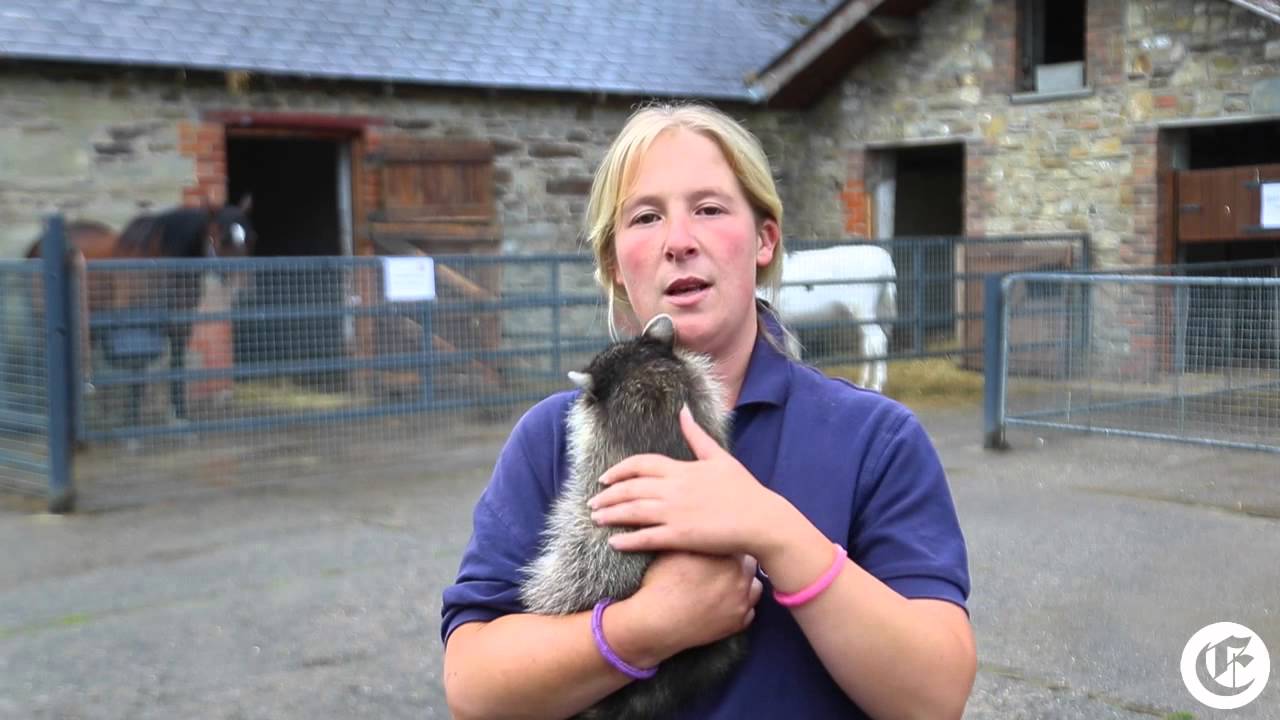 Irish Wildlife Sanctuary - YouTube