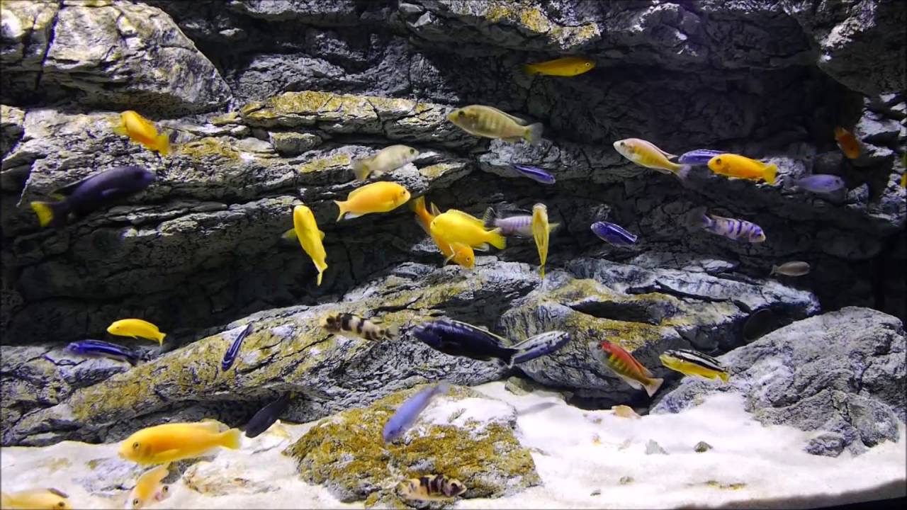 ARSTONE Aquarium Background 160x60 cm in Malawi cichlid tank - YouTube