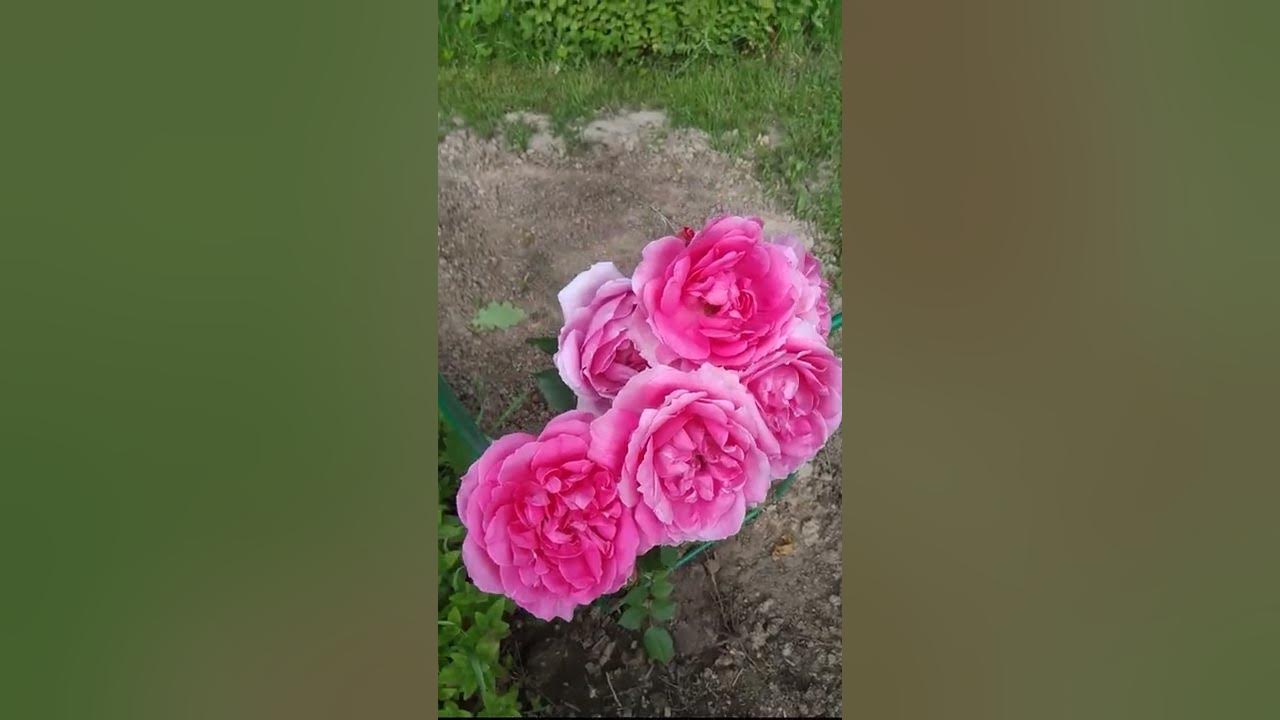 Роза Чайно гибридная. Гранд Дама. - YouTube
