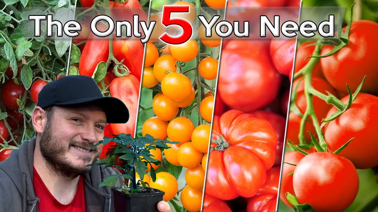 The Only 5 Tomatoes You Need To Grow This Year - Tomato Varieties For ...