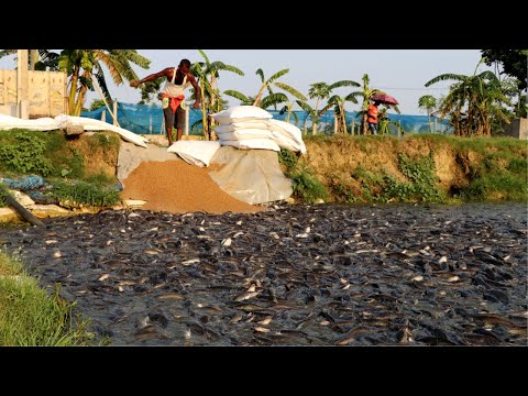 Hybrid Magur Fish Farming Business In India || Million Catfish Eating Food In Pond ||হাইব্রিড মাগুর