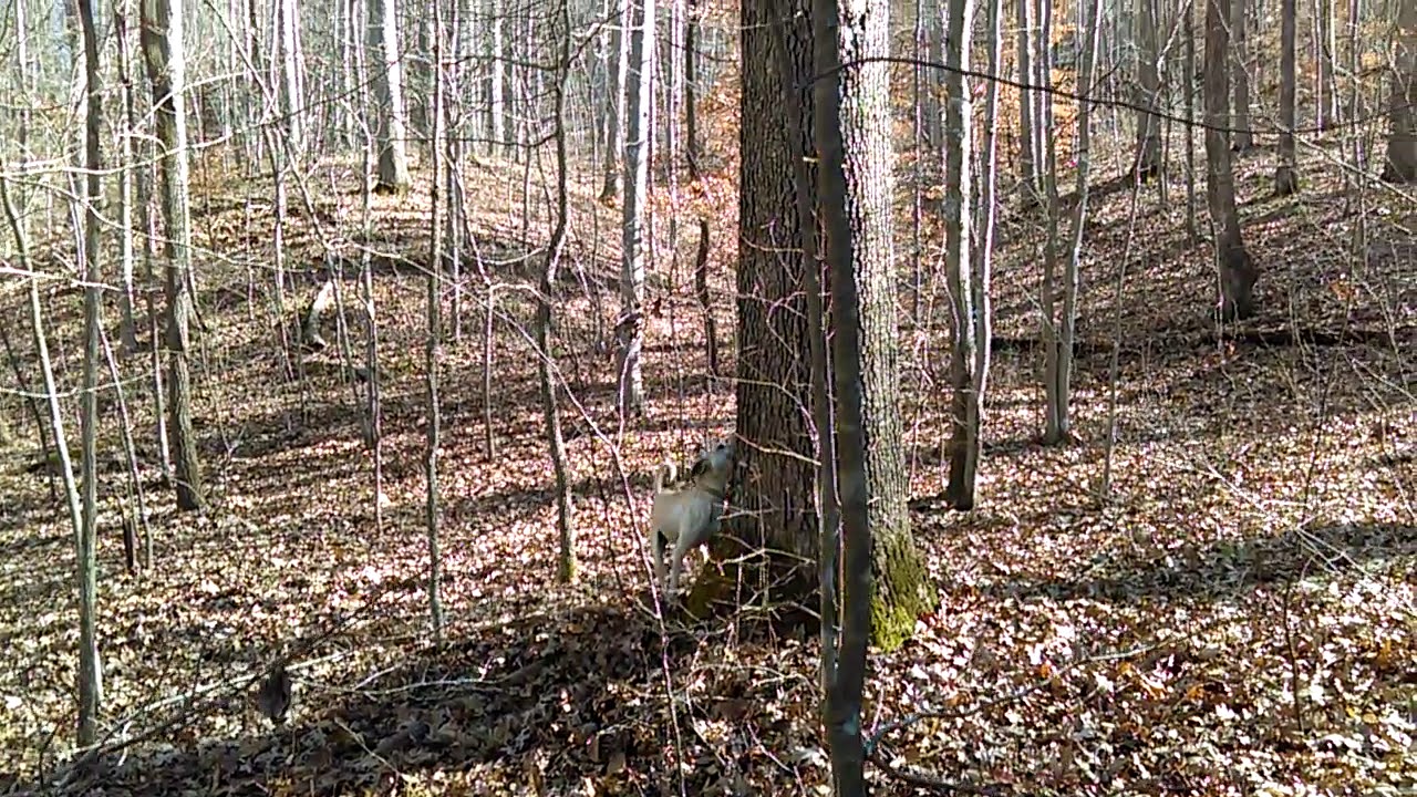 My Black Mouth Cur dog treeing a squirrel - YouTube