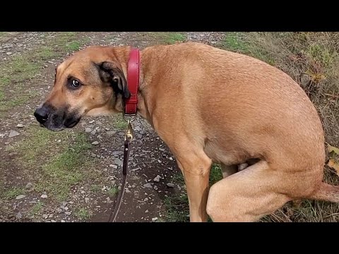 10/3/2023 - Walking the dog with Emmett the dog - YouTube