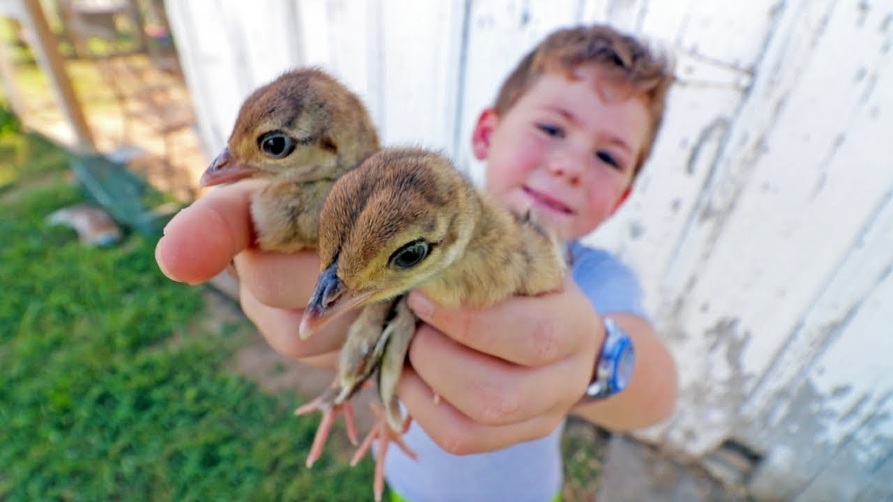 Every peachick needs a friend - YouTube