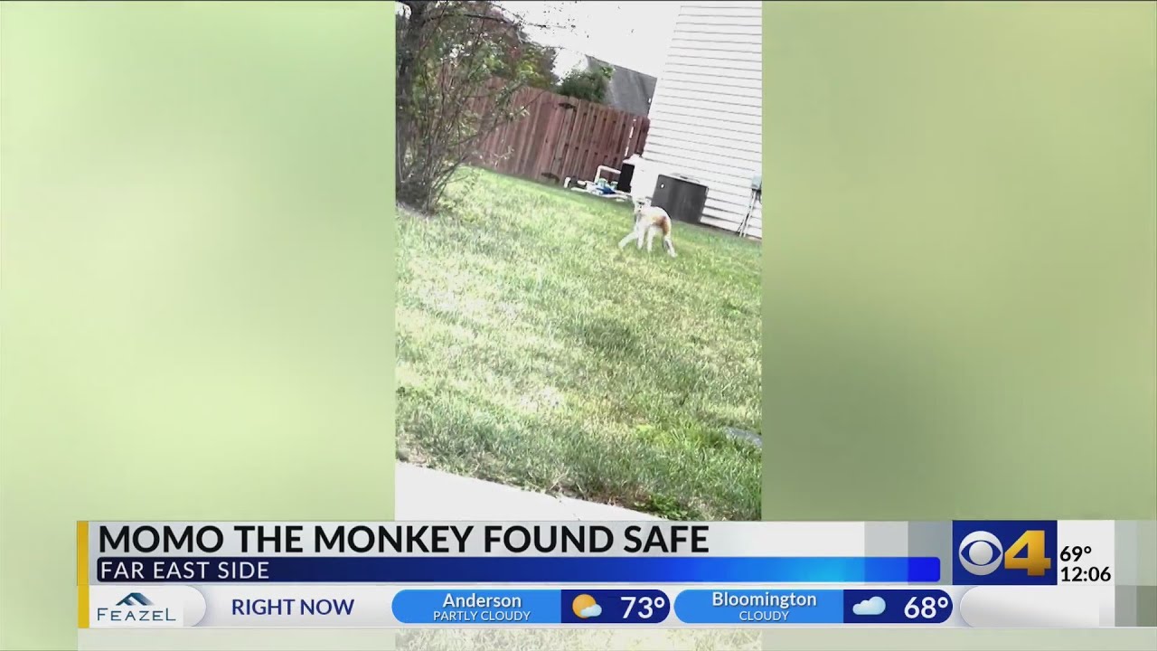 Momo the monkey found safe - YouTube