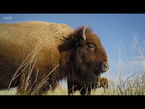 The Americas: Episode 3- The Wild West Review - YouTube