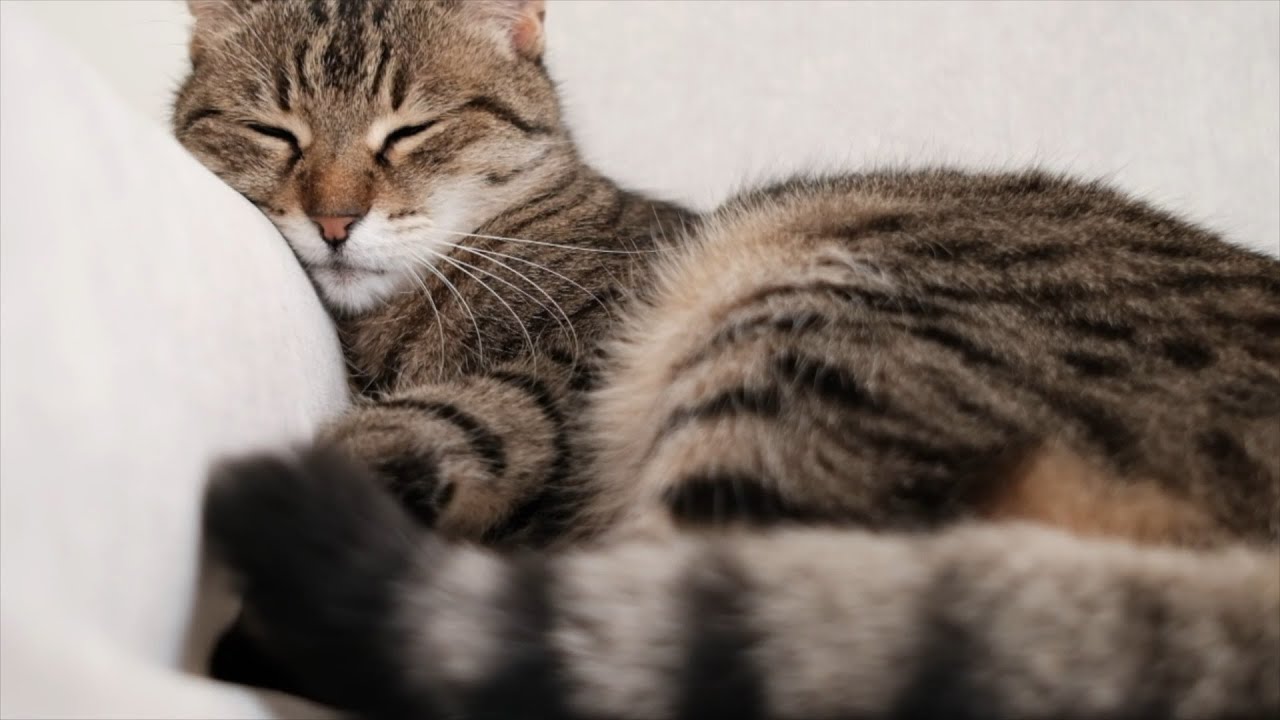 If You've Got A Restless Cat At Night, Play This | Soothing Cat ...