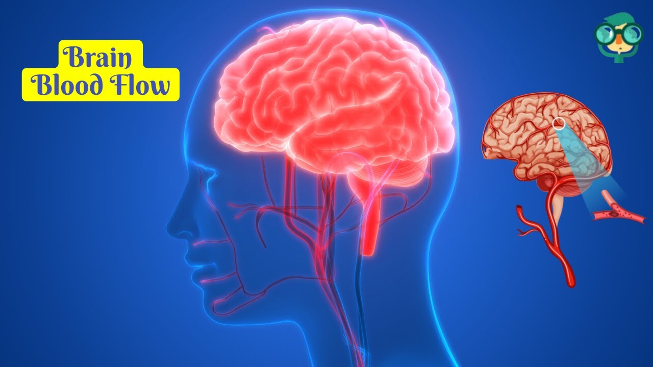 How to Increase Blood Flow to the Brain Naturally? How to Increase ...