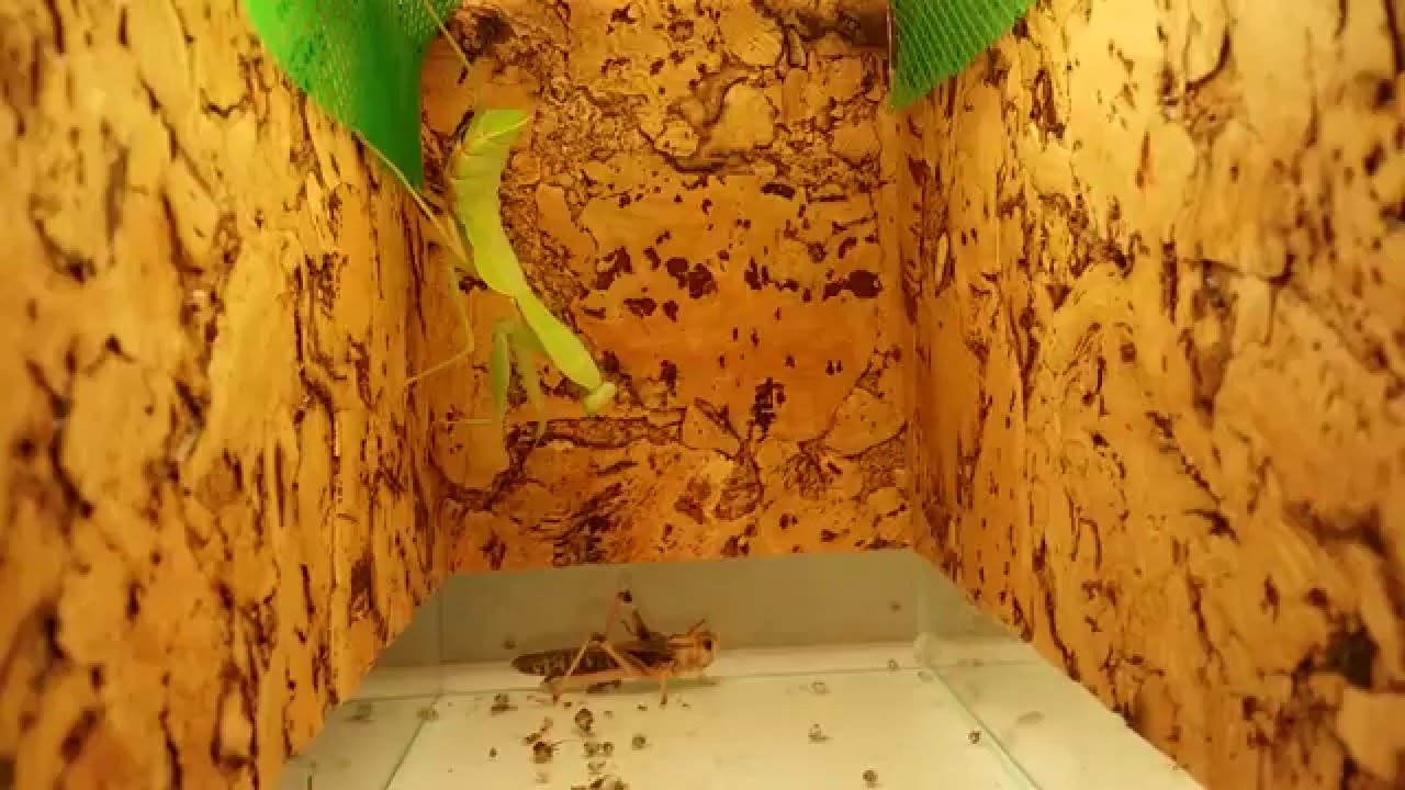 Largest mantis Rhombodera megaera subadult vs adult locust - YouTube