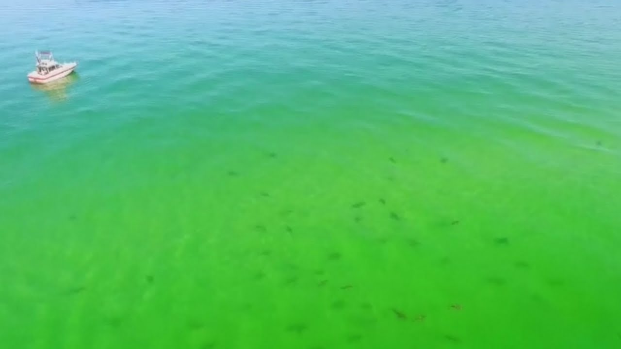 Hundreds of sharks gather off the coast of Florida - YouTube