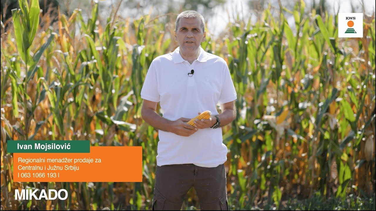 Hibridi kukuruza 2024. - MIKADO - YouTube