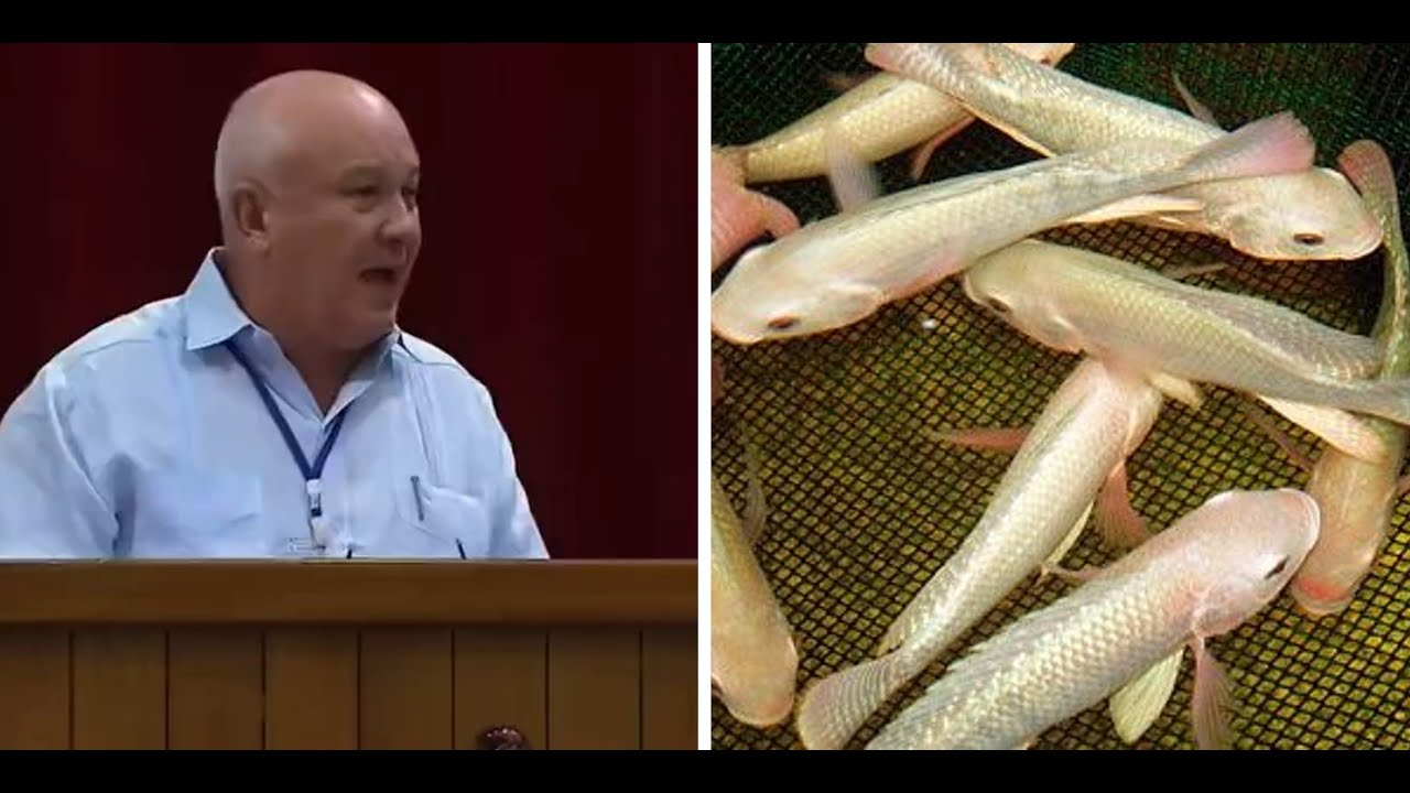 “UN ESTANQUE Y A CRIAR PECES”: régimen llama a los cubanos a producir ...
