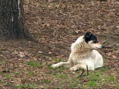 Wild Dogs in Moscow arcP - YouTube