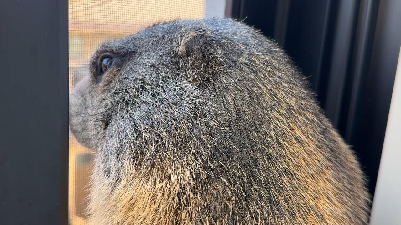 Omochi shows a serious expression that is different from usual - YouTube