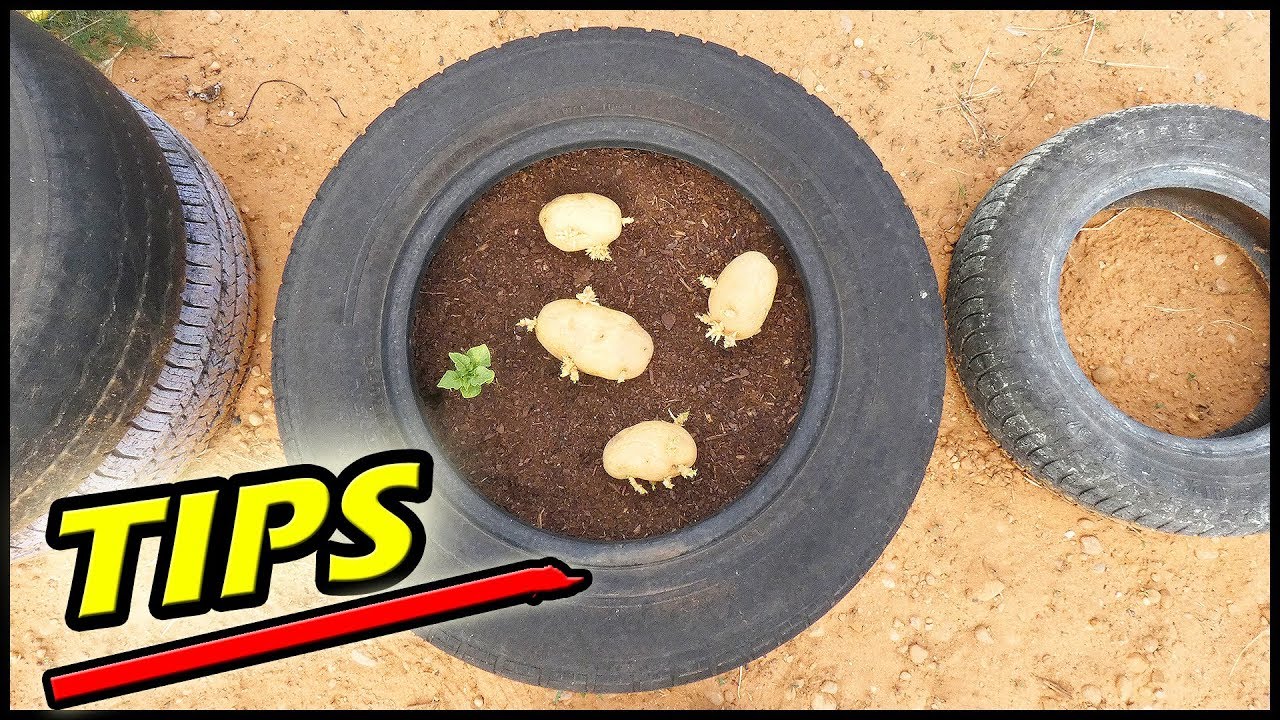 Plantar PATATAS en Neumáticos Viejos de Ruedas | RECICLAJE | plant ...