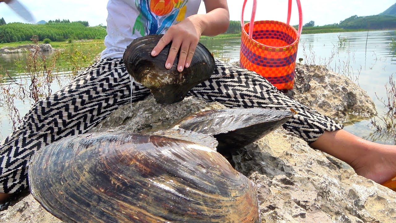 A woman takes out a special clam from the water, and the pearl is ...