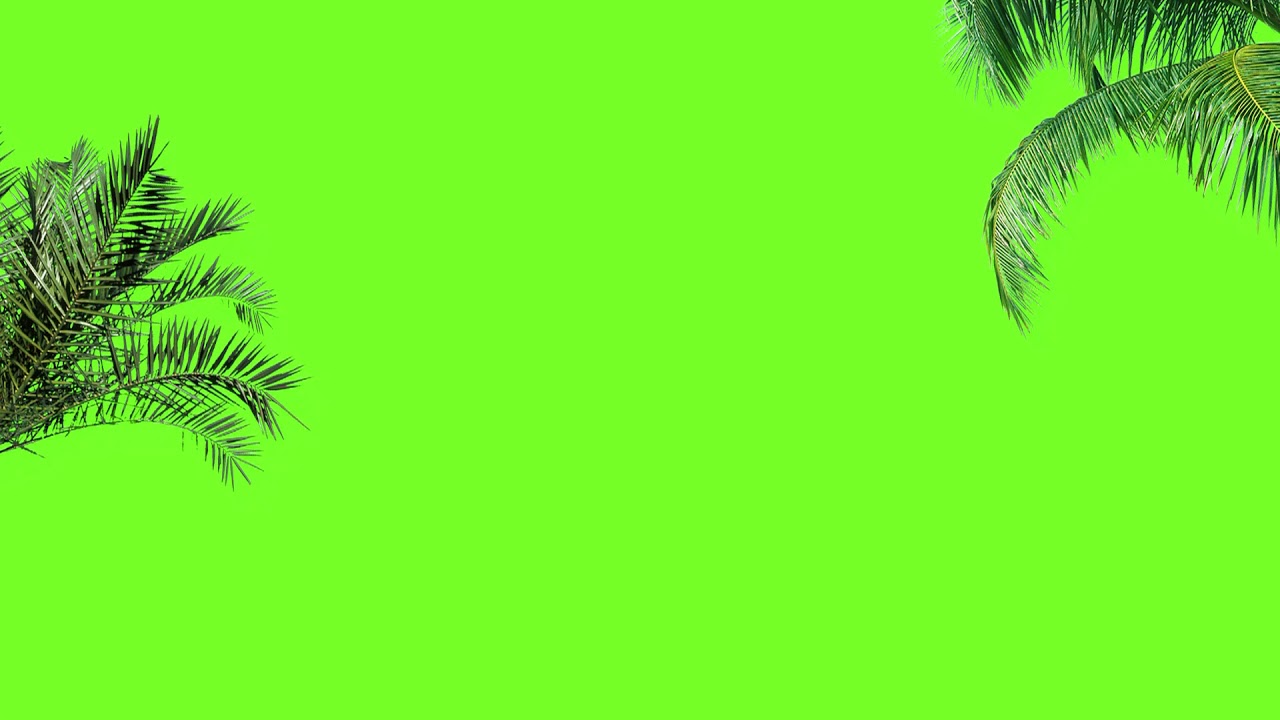 Free Palm Leaf Background | Motion Graphics - Green screen no copyrith ...