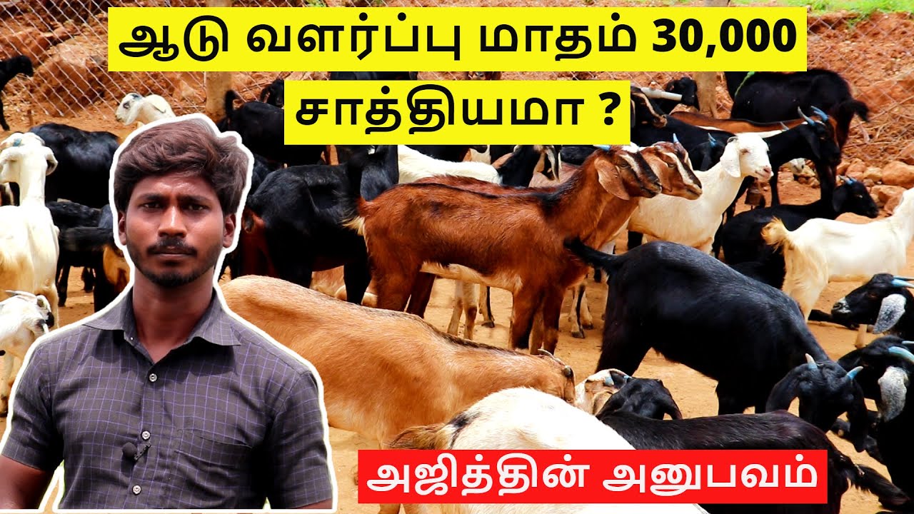 Aadu valarpu மாதம் 30,000??- ஆடு வளர்ப்பு - goat farming most ...