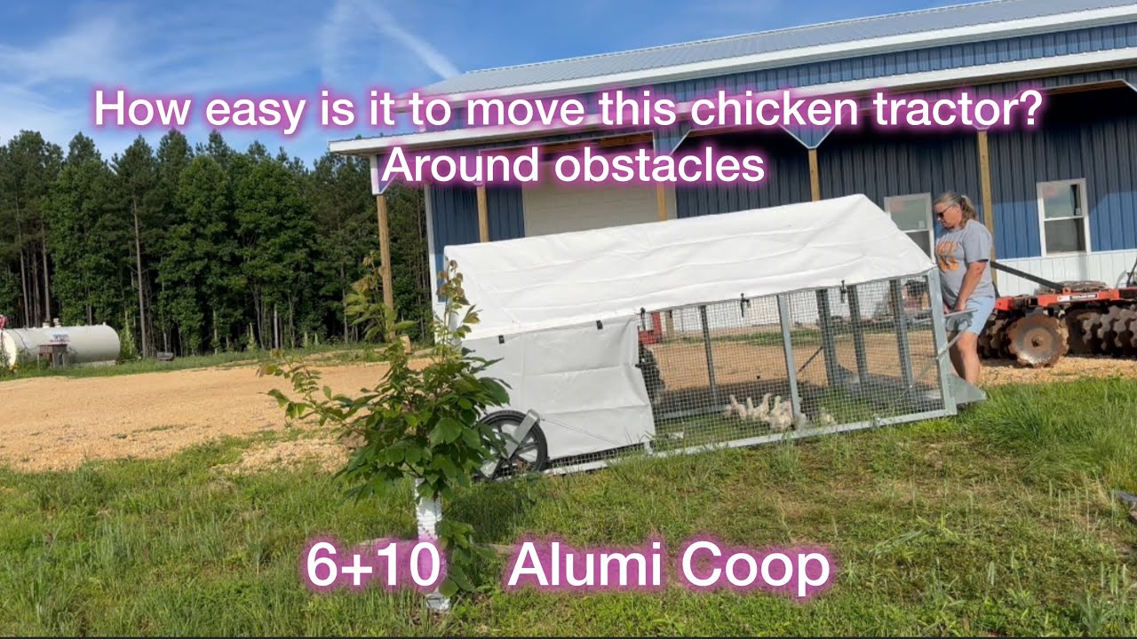 How easy is it to move chickens in my our new chicken tractor - YouTube