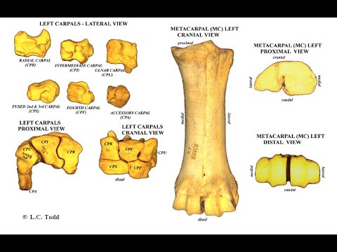 Anatomy of Metacarpus and digits in Domestic animals - YouTube