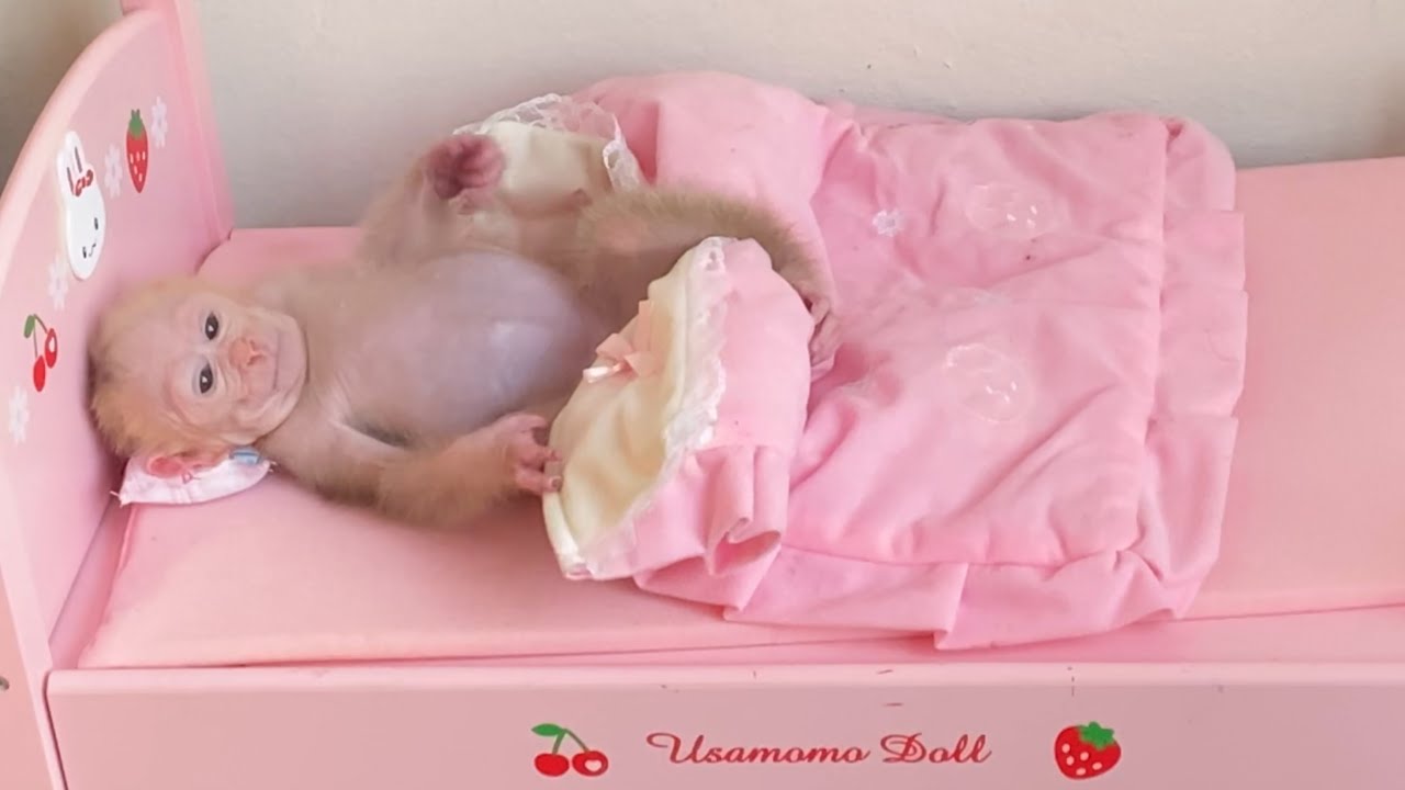 Animals BN, Adorable baby monkey sleeping on the bed. - YouTube