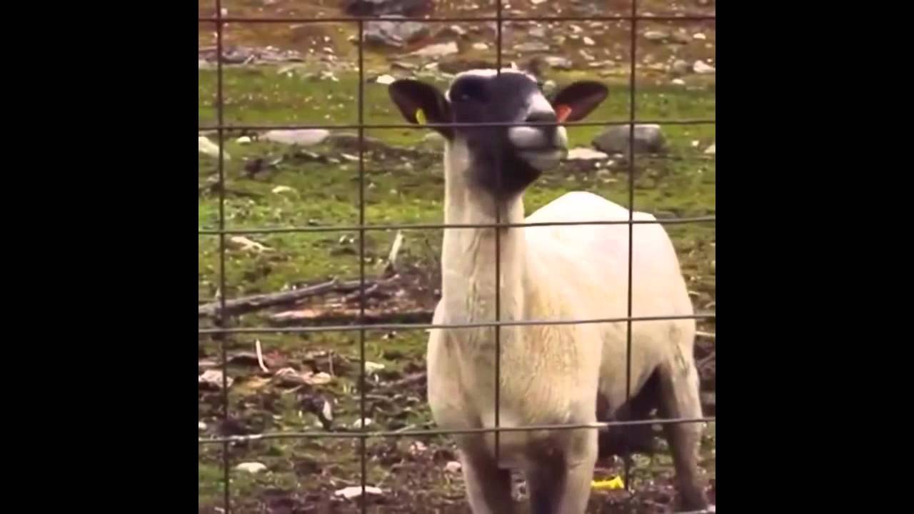 cool inspirational vines - YouTube