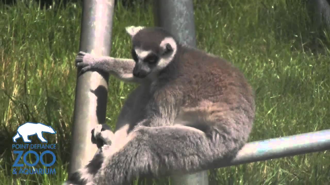 Point Defiance Zoo and Aquarium Commercial Un-Official - YouTube