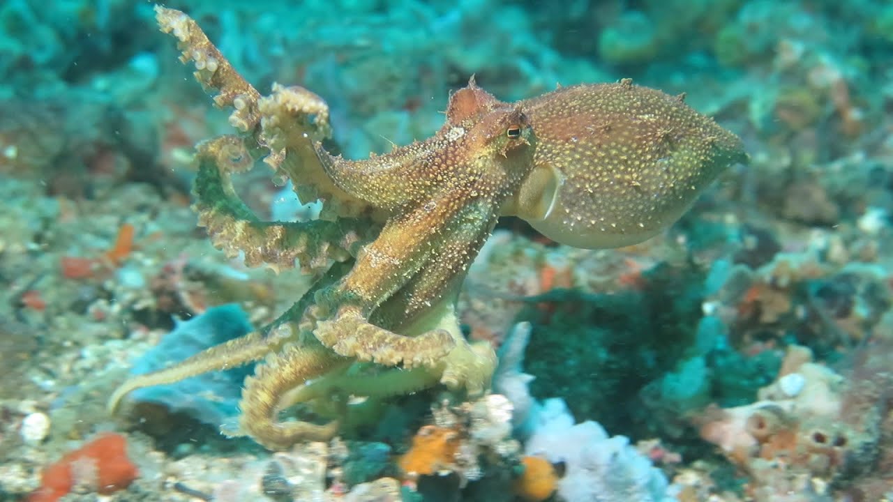 Encounter with the beautiful (and poisonous) Ocellated Octopus, Lembeh ...