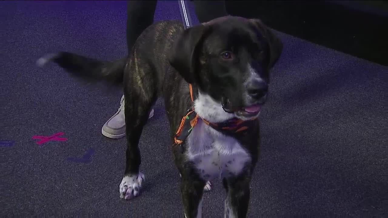 Bowling Green/Warren County Humane Society's Pet of the Week - Meet ...