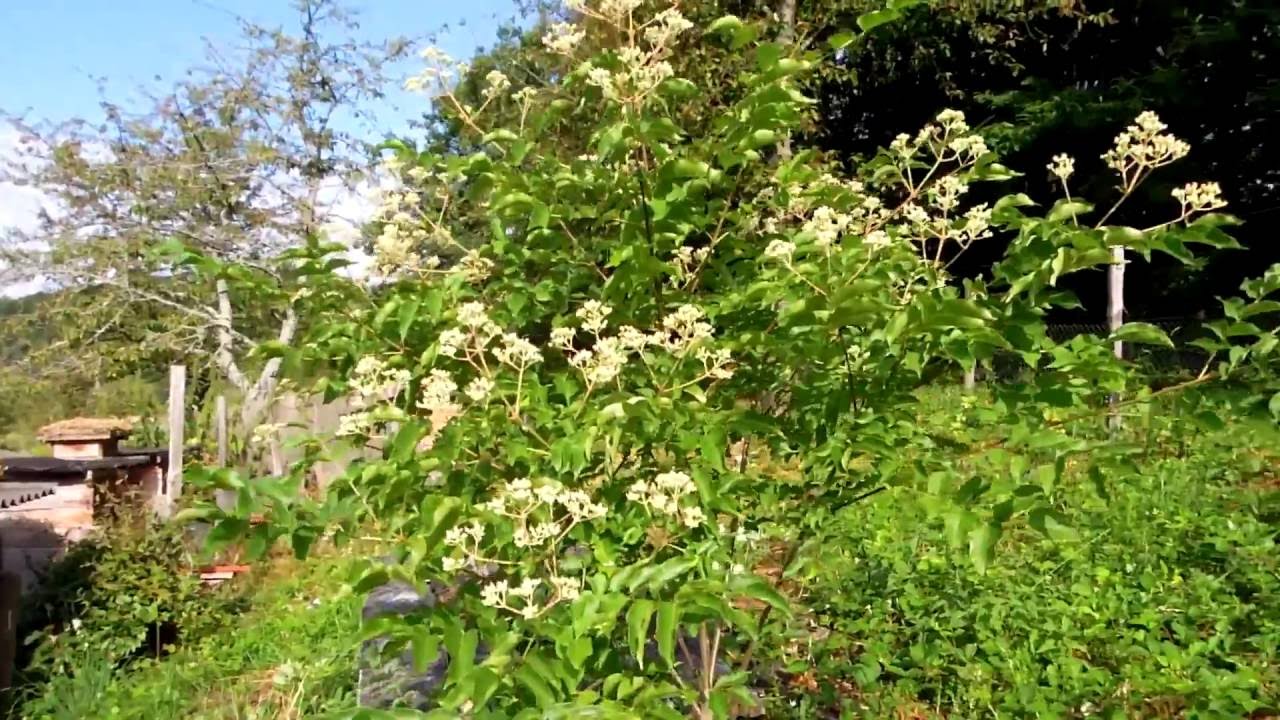 l'arbre à miel (Tetradium Danielli ou Evodia hupehensis) - YouTube