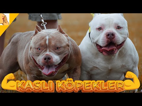 DÜNYANIN EN KASLI VE GÜÇLÜ 10 KÖPEK CİNSİ #doberman #kangal #pitbull