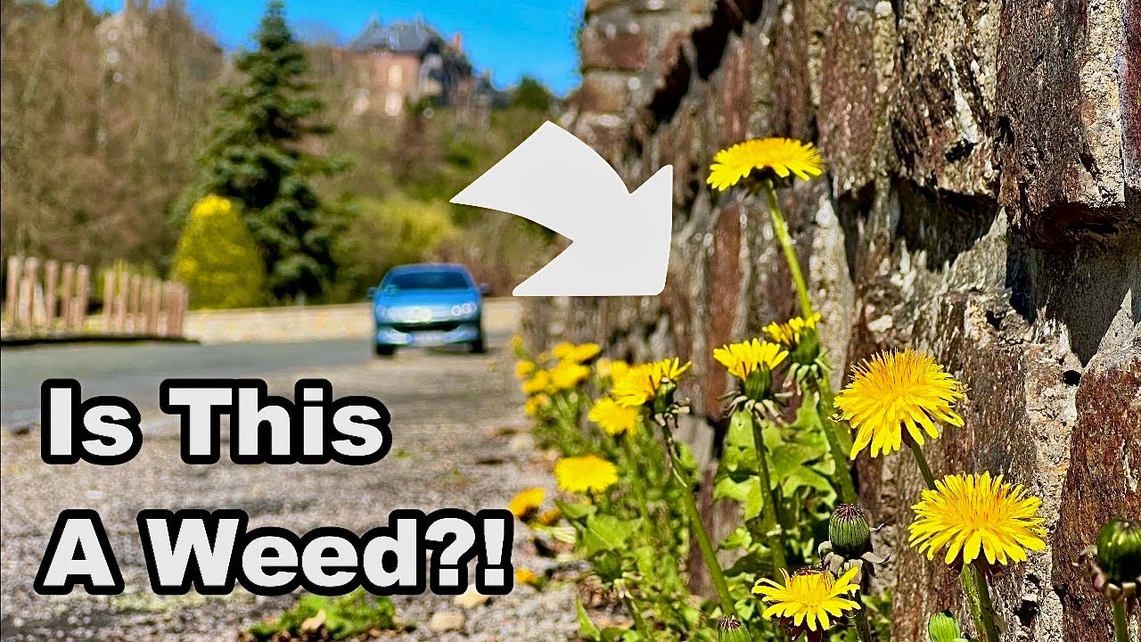 WHAT is a "WEED?" - Time for CHANGE . . . - YouTube