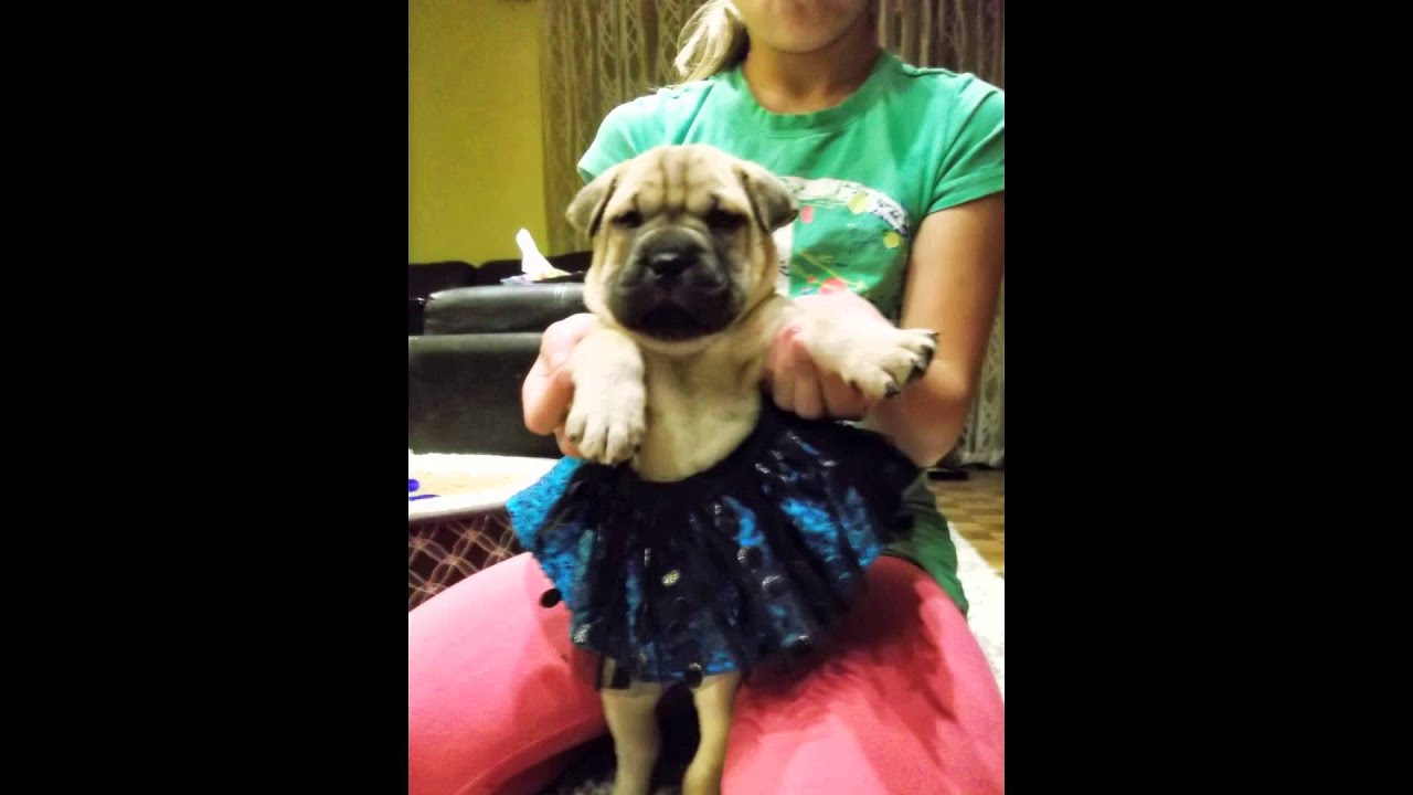 this is my dog chaka - YouTube