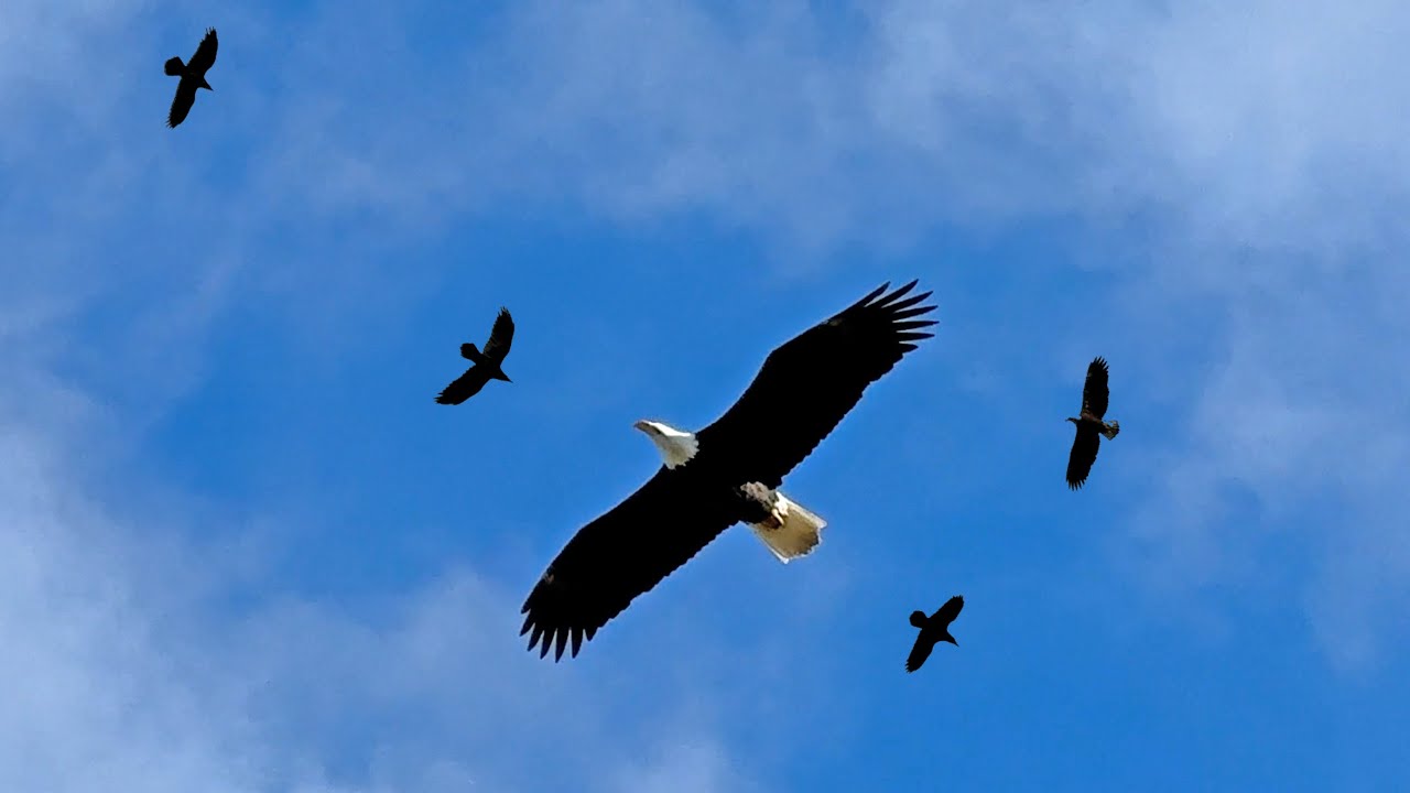 Eagles Soaring in Circles above the Dungeness River Levee Trail - YouTube