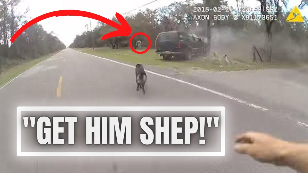 German Shepherd Dog Chases Down Bad Guy After Being Separated From ...