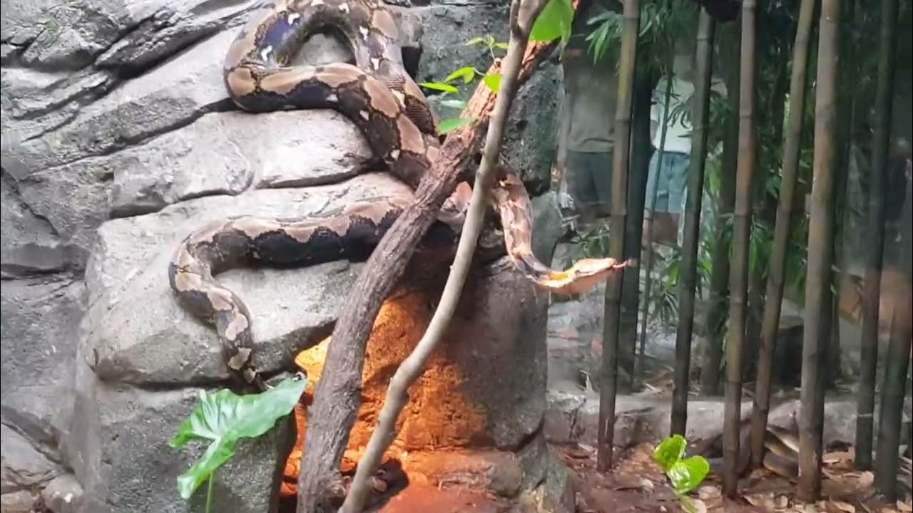 Worlds Longest Snake | Reticulated Python snake | Heaviest snake l ...