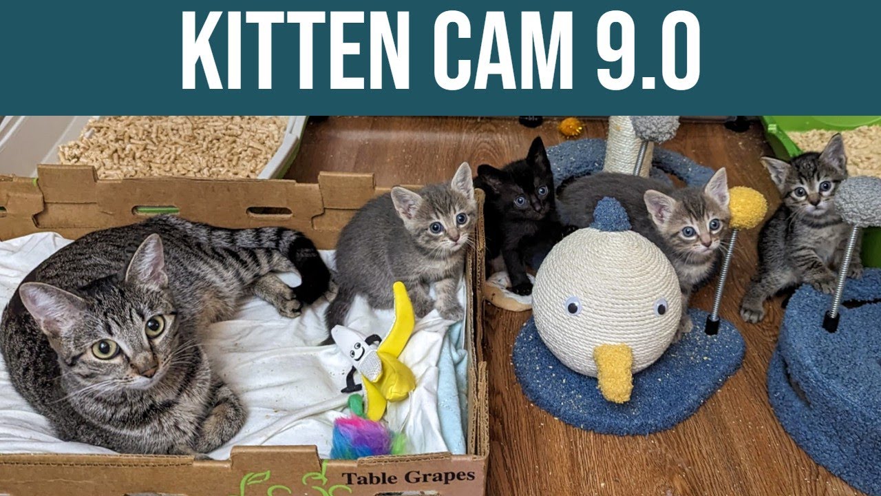 Kitten Cam 9.0: Day 63 - Ladybug and her 4 adorable kittens - YouTube