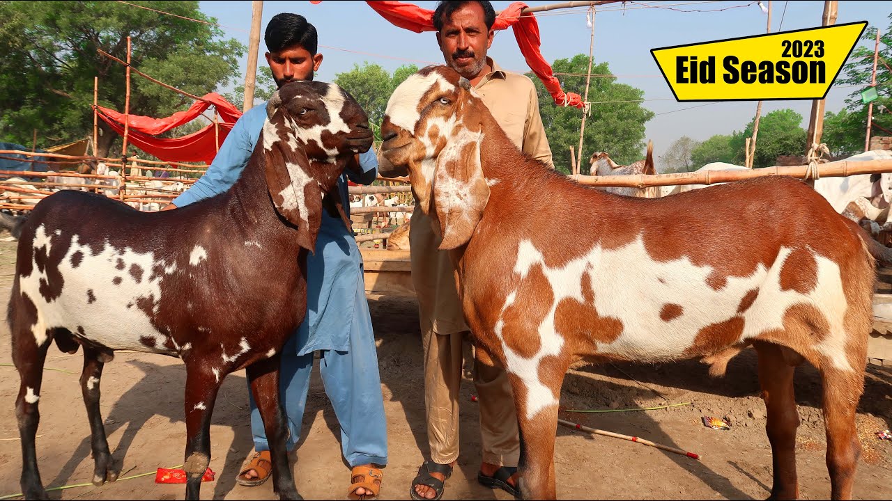 Biggest Goats Of Shahpur Kanjra Mandi Lahore | Eid Season 2023 - YouTube