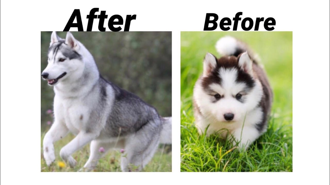 80 Dog Breeds Before and After Growing Up/ Puppy To Adult / Cute Dogs ...